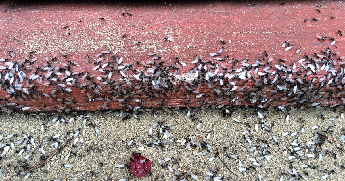 Swarms Of Flying Ants Are Emerging Across Ontario Right Now